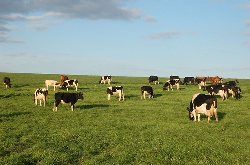 Recursos : Recursos biológicos